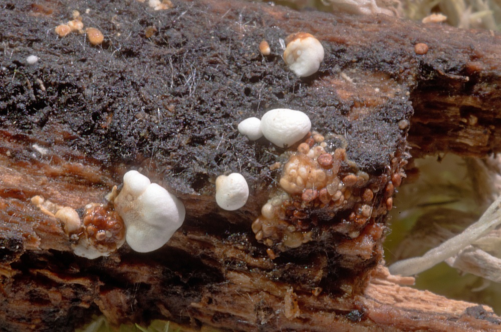 Mycocalia denudata (Fr.) J.T. Palmer • CEMAS Orden Agaricales