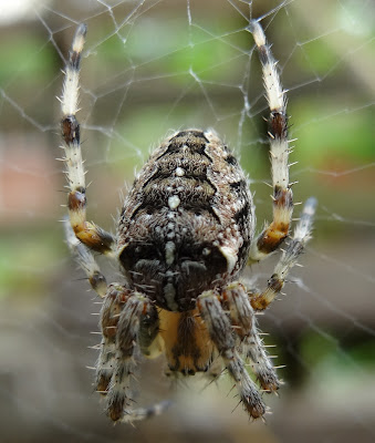 Hagthorn: Fun With Fibonacci!