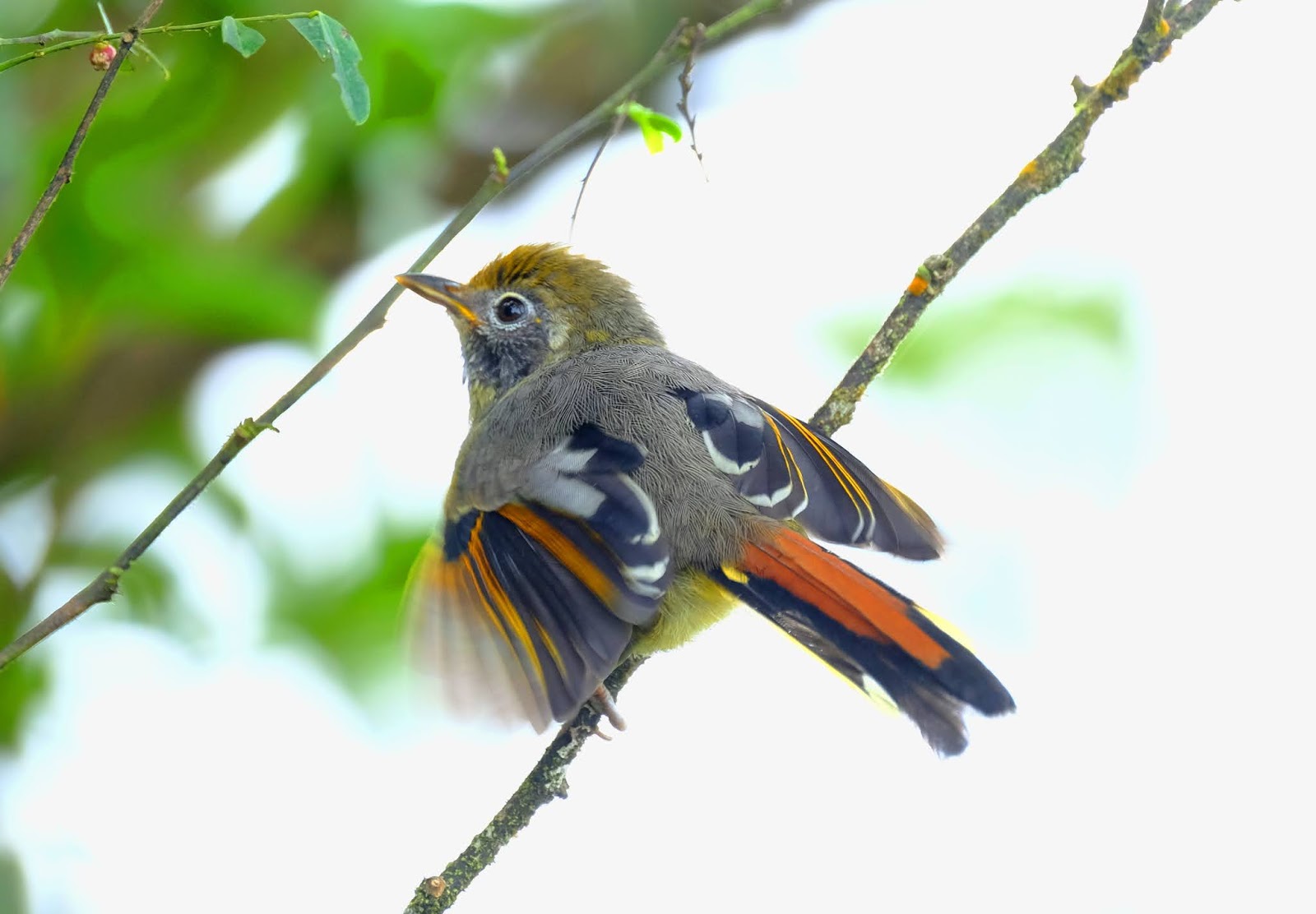 Mike is the name Birding is the game ( Birding in Malaysia - Malaysian ...