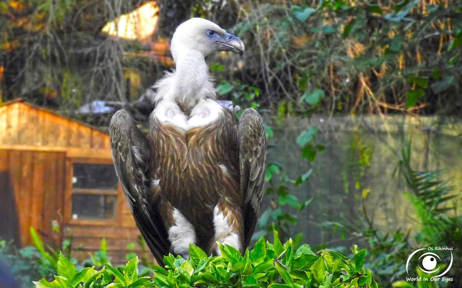 Os Rikinhus: Família "Accipitridae"