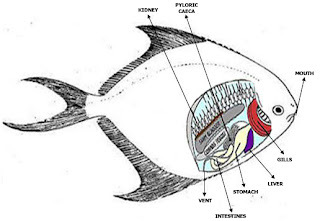 ANATOMI IKAN BAWAL HITAM (DORANG) ~ Konservasi Laut