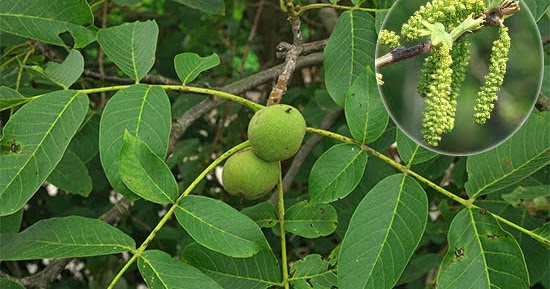 Juglans regia L.