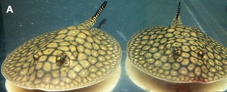 Sciency Thoughts: Potamotrygon albimaculata & Potamotrygon jabuti: Two ...