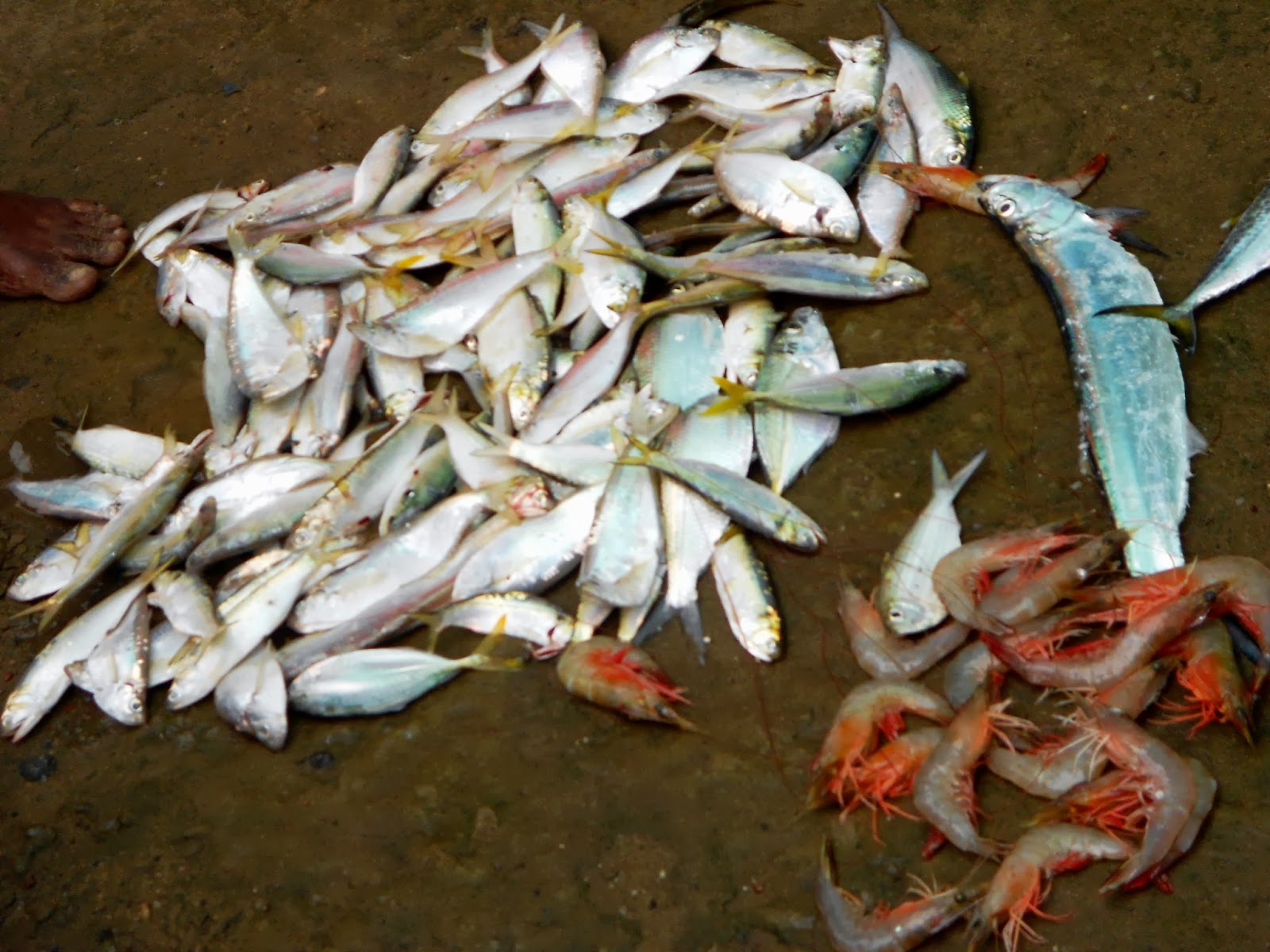 Travel and food tales: Nivati fishing village