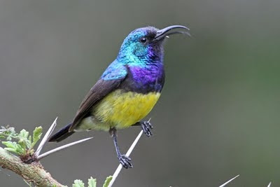 Amethyst Sunbird Facts Information And Pictures | All Wildlife Photographs