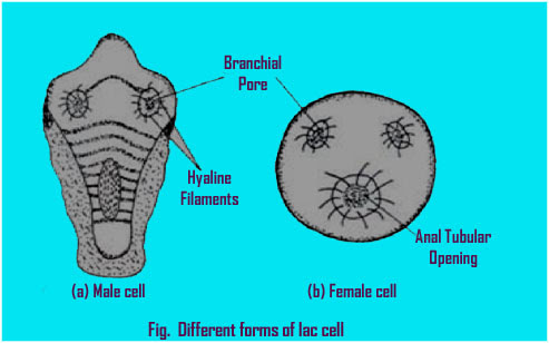 LAC CULTURE || ECONOMIC ZOOLOGY || B.Sc Class Notes|| PDF