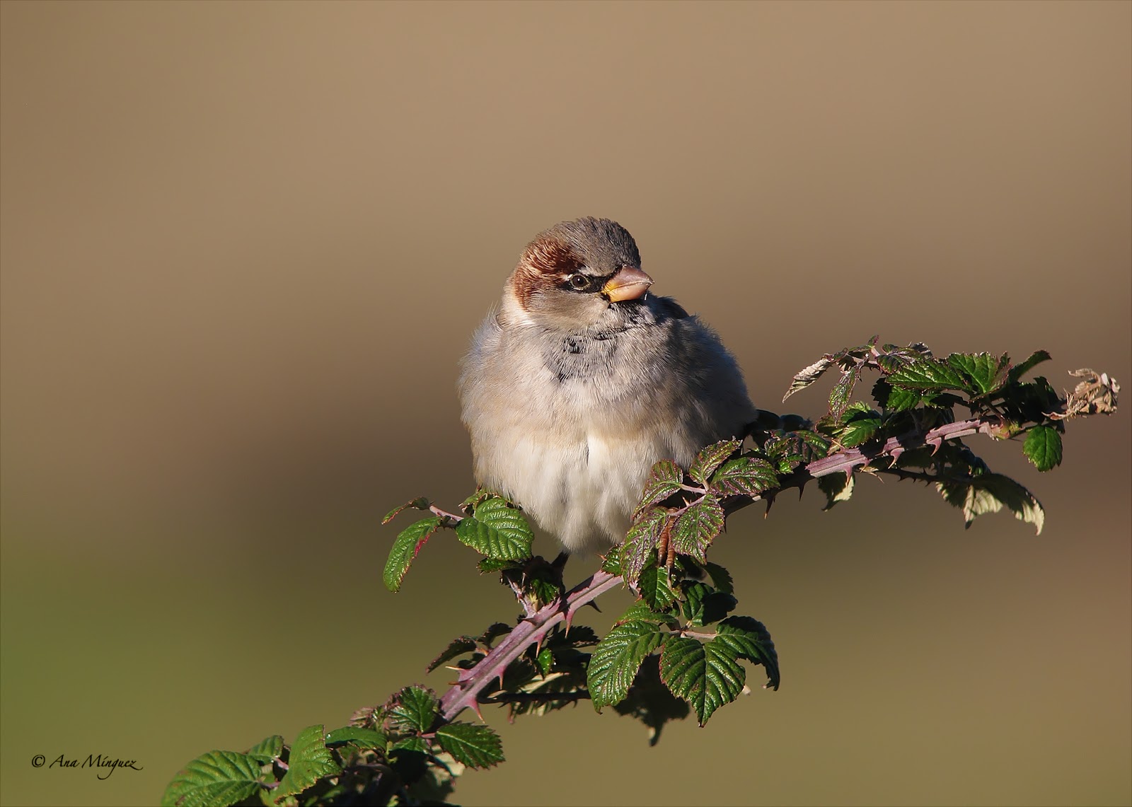NATURANAFOTOS: febrero 2017