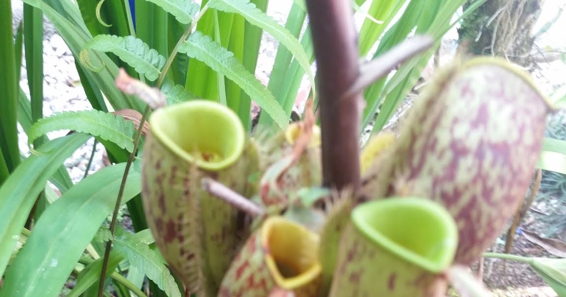 Warisan Petani: WW 137 : Bunga Periuk Kera