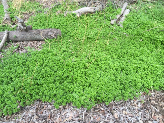 The Foraged Foodie: Foraging: Identifying Wild Edible Chickweed