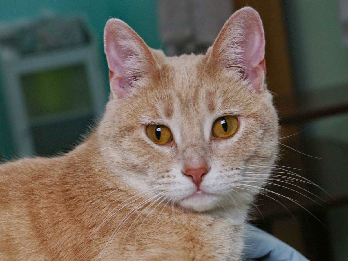 JUST DUCKY!: Purrthday Party!!!!!