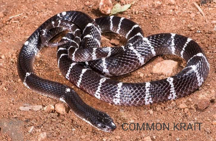 Snakes of jammu and kashmir