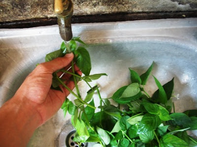 Saya Suka Arnab: MAKANAN ARNAB *DAUN ISRAEL