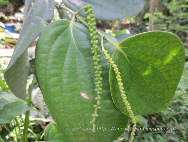 ගම්මිරිස් [Gammiris] (Piper nigrum) ~ අපේ ඔසුපැළ Medicinal Plants of ...