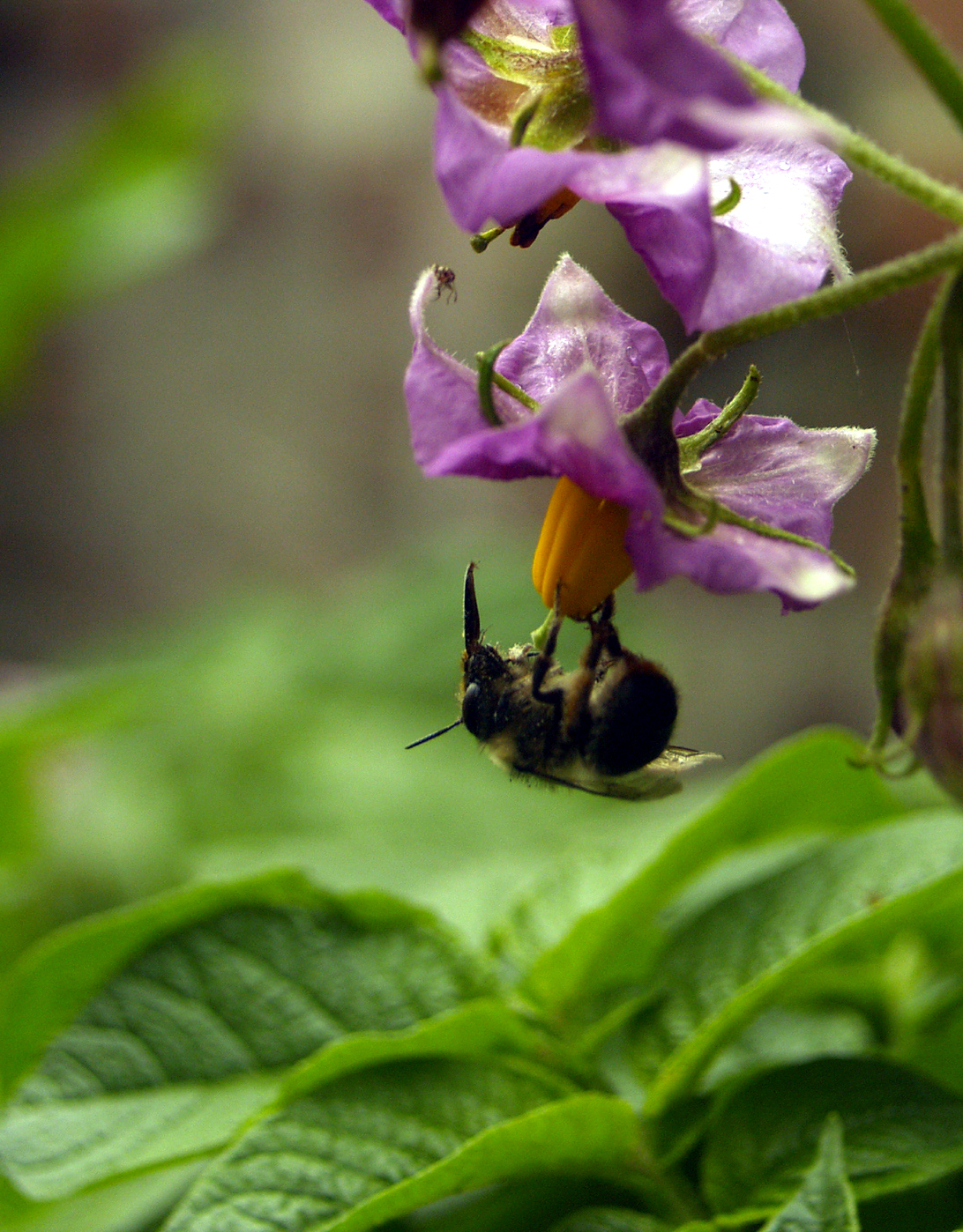 memori di bumi Eropah: aktiviti musim bunga...2011...di UK