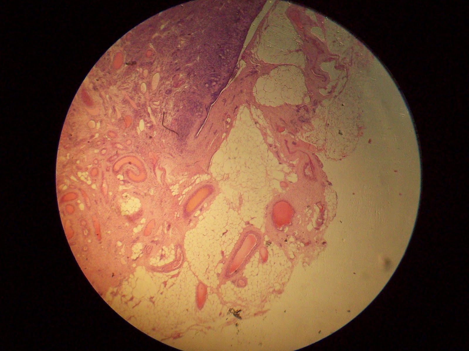 Stud-dent la Facultatea de Medicina Victor Papilian: Histologie - LP