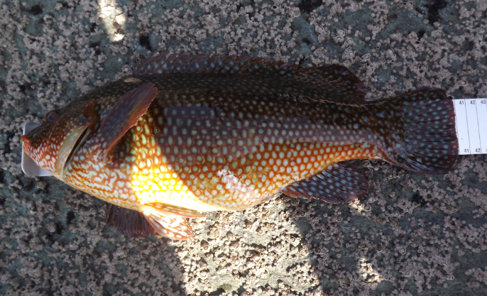 Mission Impossible : To catch 100 species of saltwater fish from ...