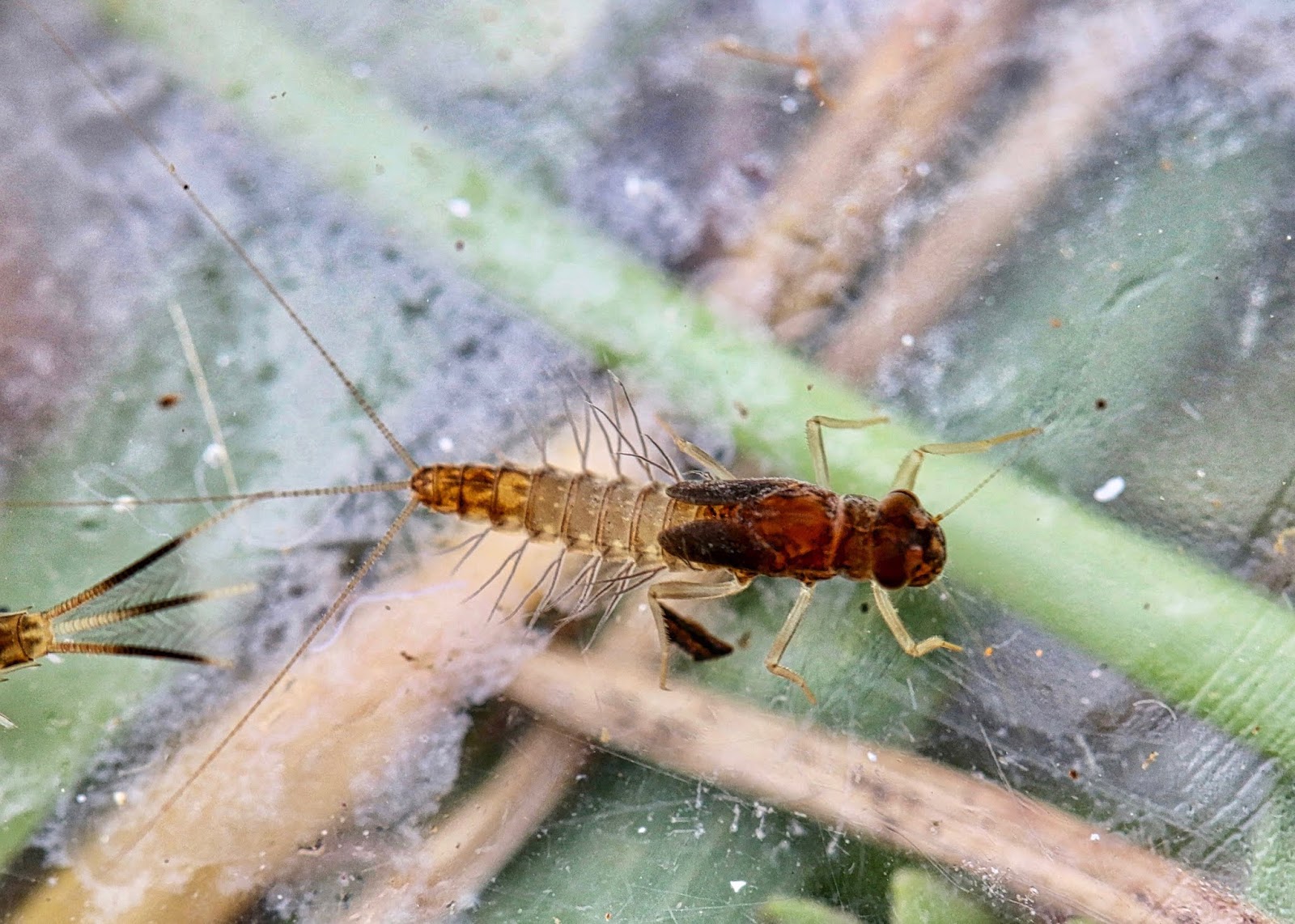 Aquatic Insects of Central Virginia