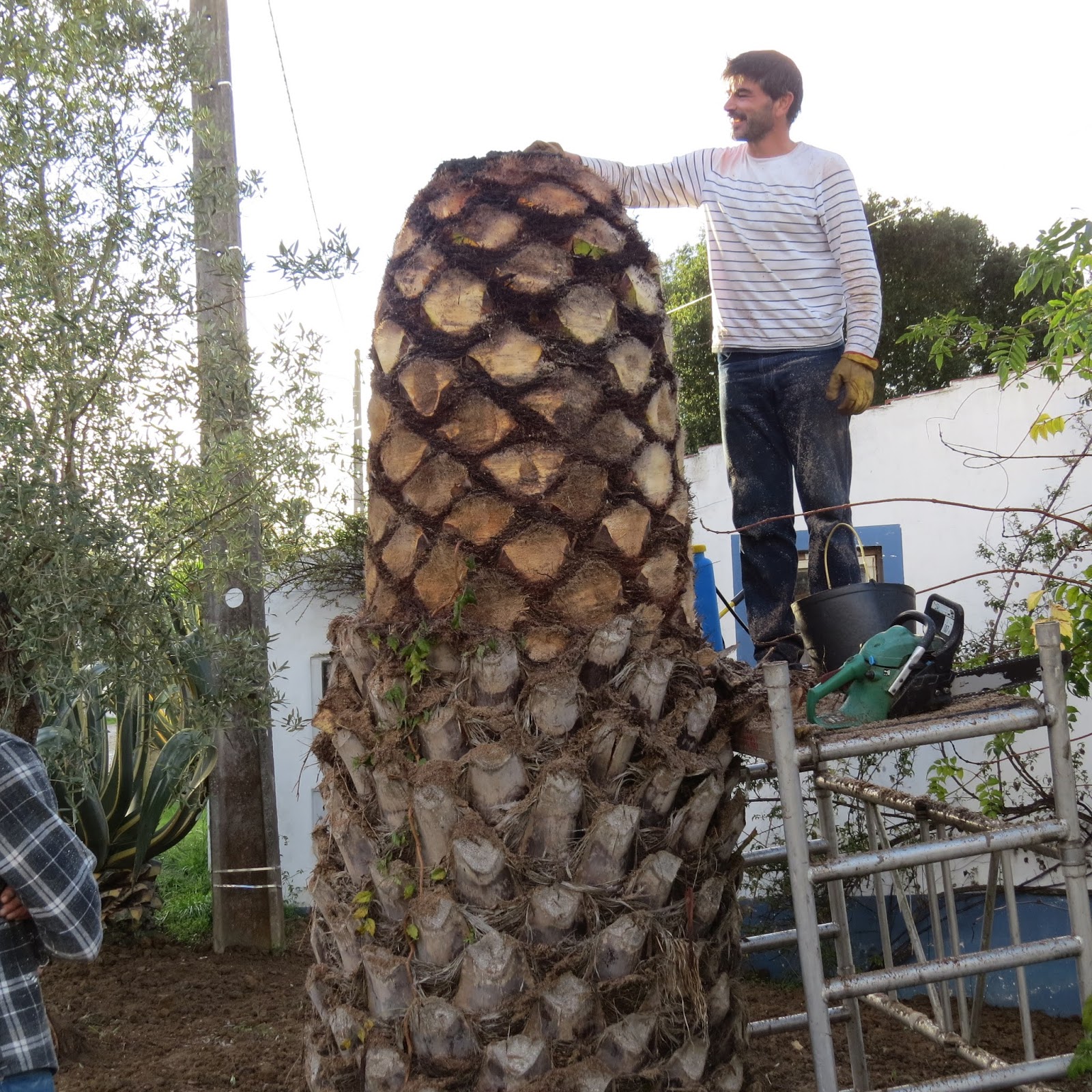 Living the dream: Death of a palm tree