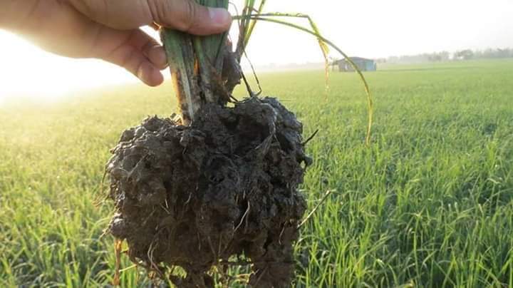 HUMIC ACID SUBSTANCE PACKED IN GRAND HUMUS PLUS