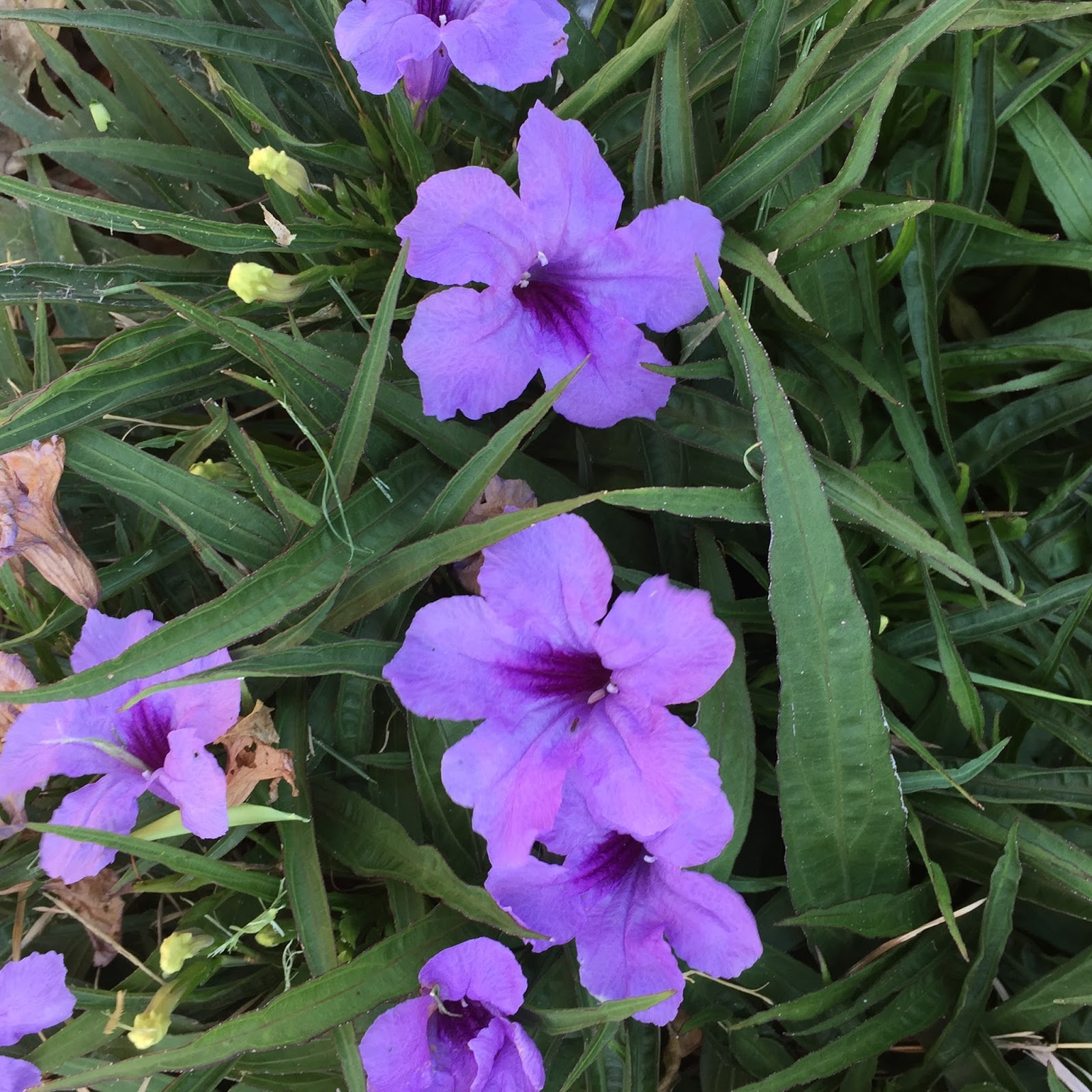 St Michael's Family: The Flowers of St. Michael's