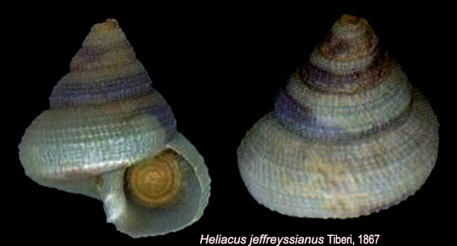 MALACOLOGÍA MEDITERRÁNEA: Architectonicidae
