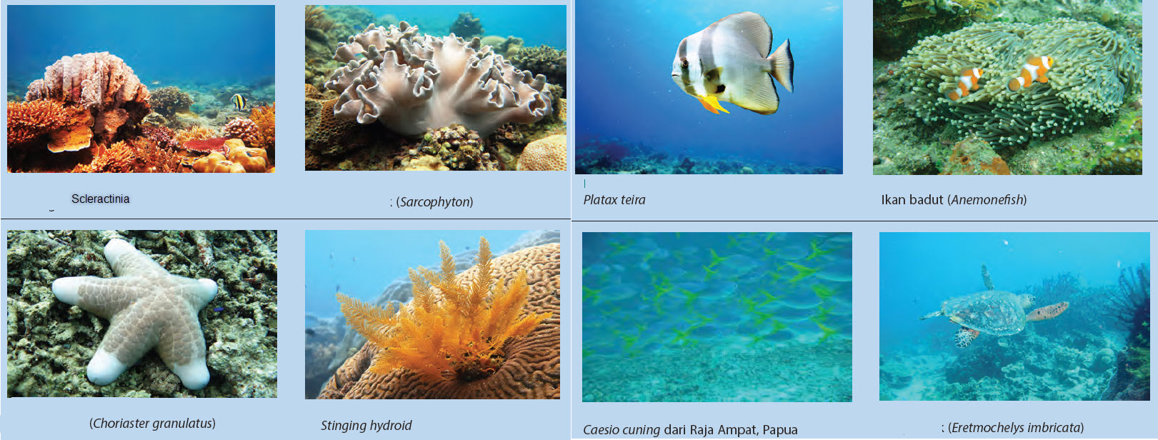 What is a coral reef ecosystem and give examples?
