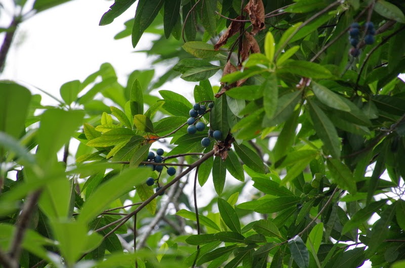 Trees and Plants: Blue Marble Tree (Elaeocarpus Angustifolius)