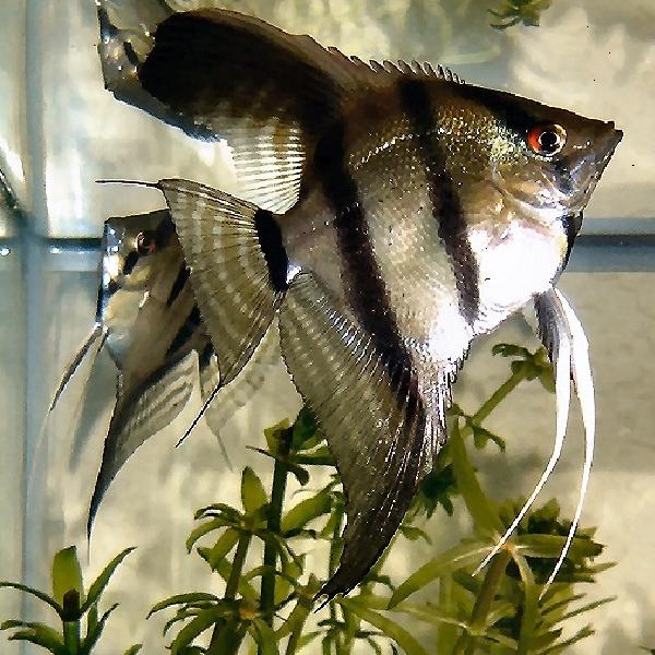 aquarium fishes: angelfish care