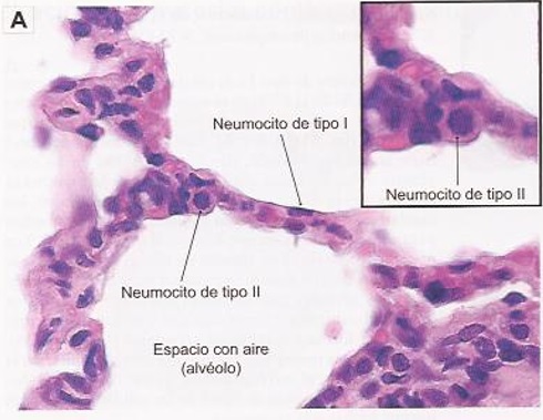 Odfelipef: Aparato Respiratorio