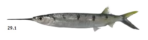 Ikan Julung-julung, Oras, Kacang-kacang Atau Blackbarred Halfbeak ... Ikan Julung-julung, Oras, Kacang-kacang Atau Blackbarred Halfbeak ...