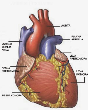 Zanimljiva anatomija