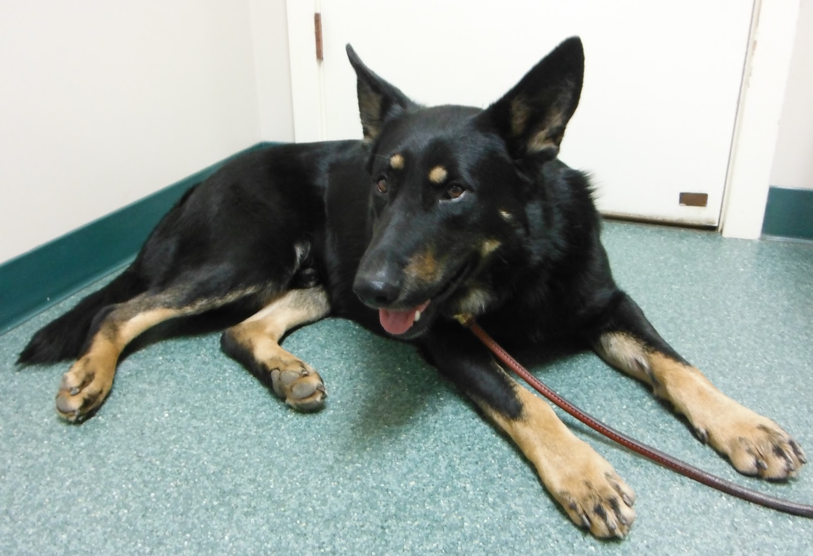 VA Dog Rescue: Redneck dogs