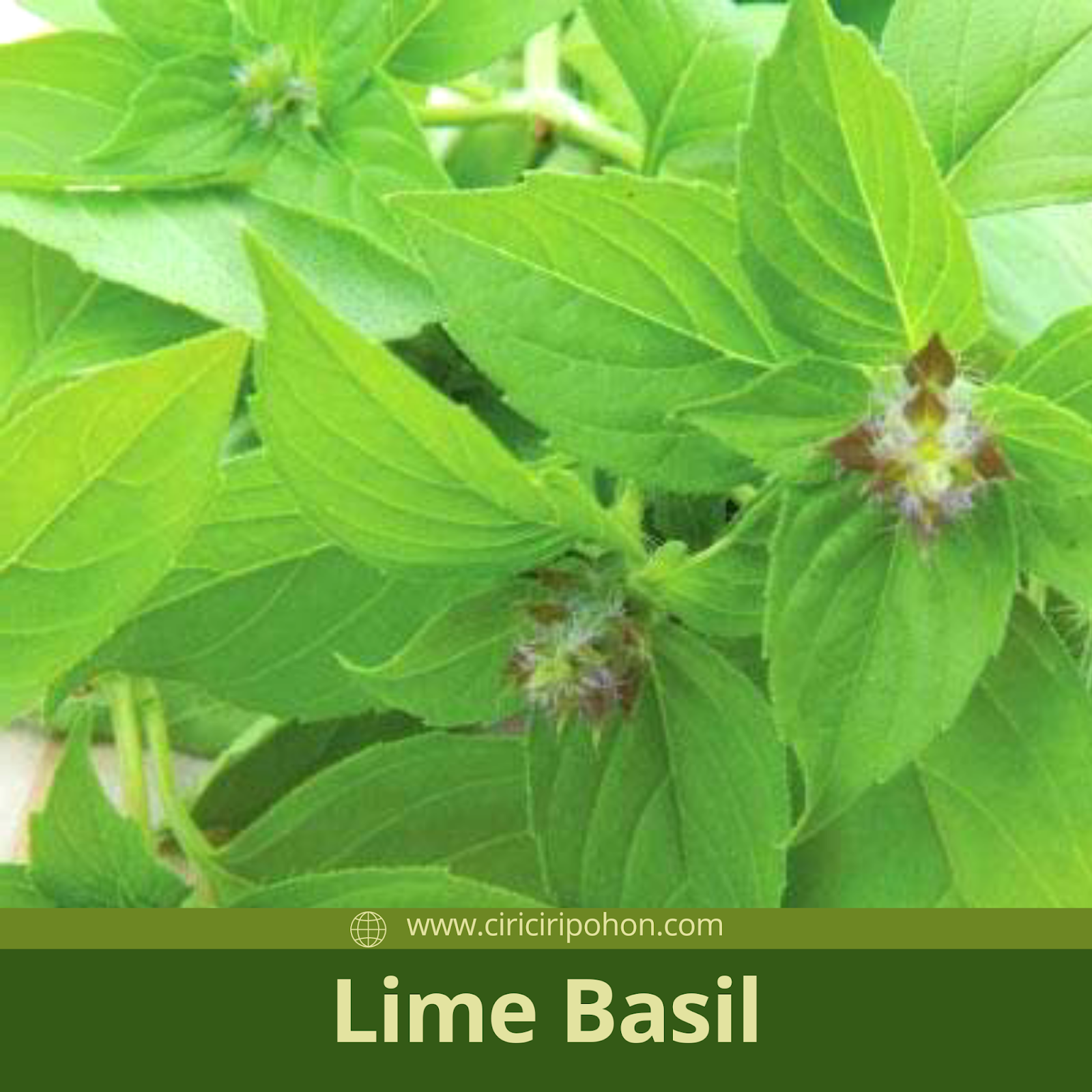 Jenis-Jenis Varietas Pohon Basil yang Harus Diketahui - Ciriciripohon.com
