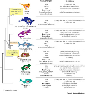 Rosa Rubicondior: Evolution News - Evolution of Skin, Fur and Feather ...
