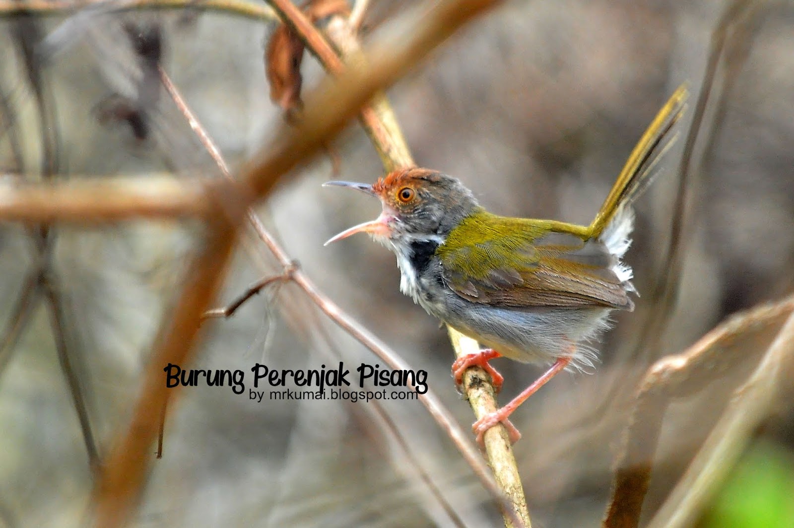 mrkumai.blogspot.com: Koleksi Burung di Cameron Highlands: Perenjak ...