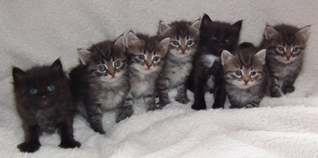 Home with pets: The Seven Kittens are gone