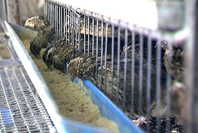 Galerie imagini cu prepelite, oua de prepelite, custi prepelite ...