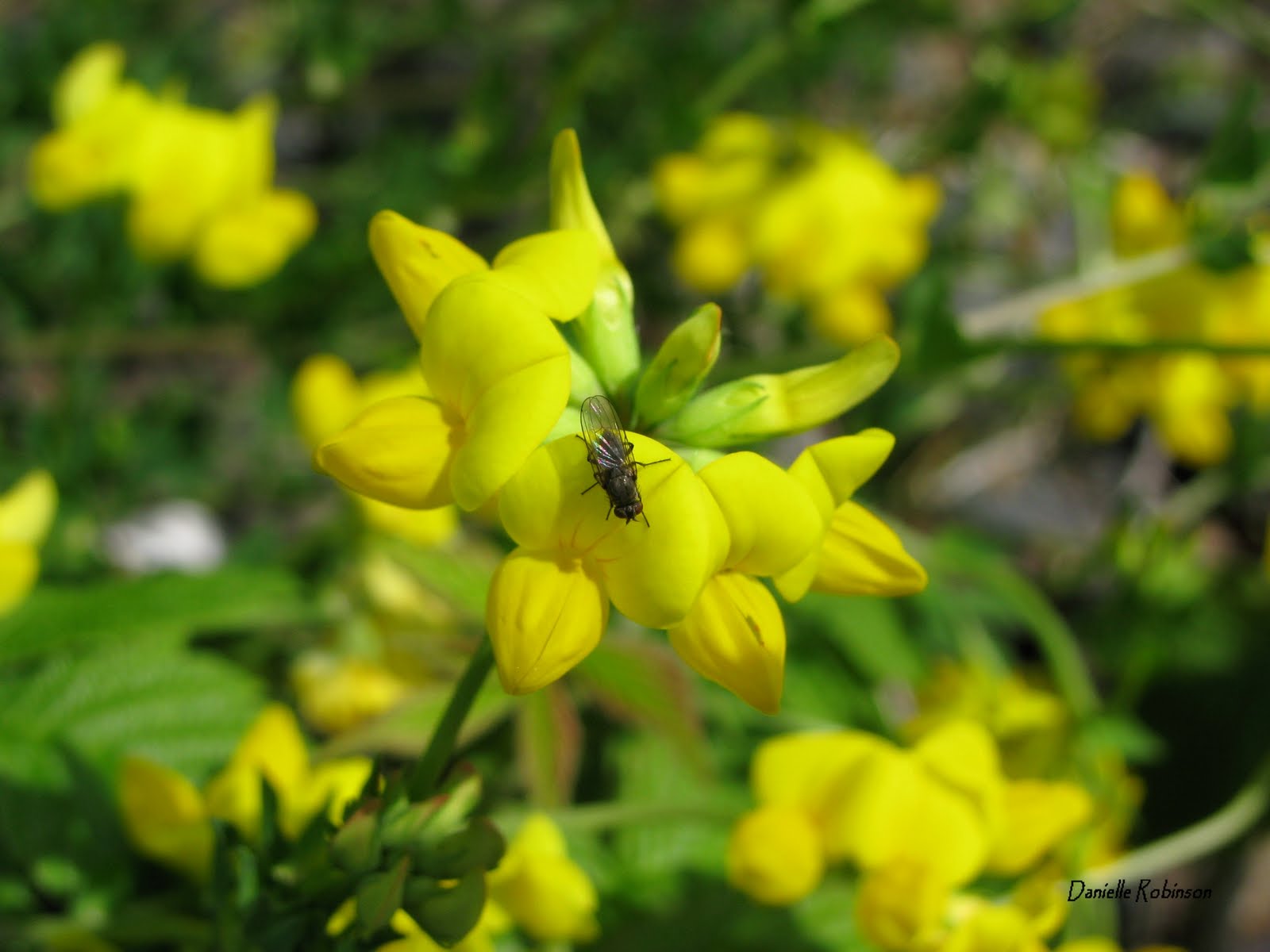 Parcelle de bonheur: Les bibittes