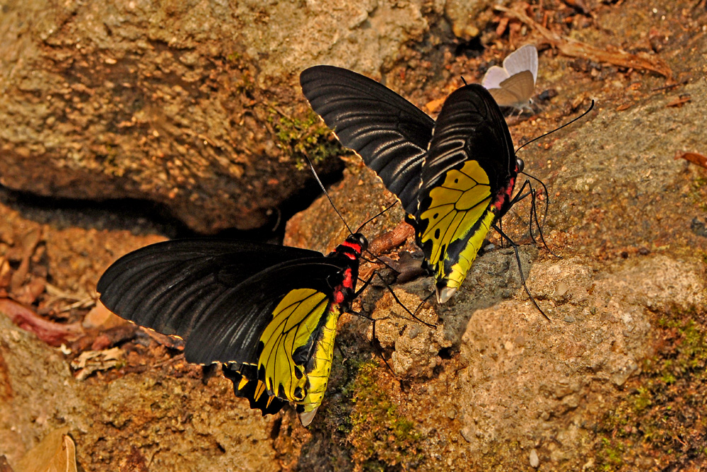 Troides helena DATASHEET | BugsAlive