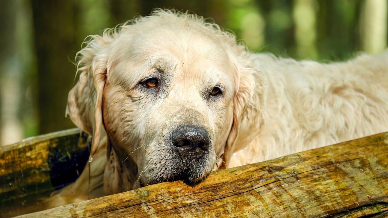 Why does my Golden Retriever drool so much? - 11 Reasons