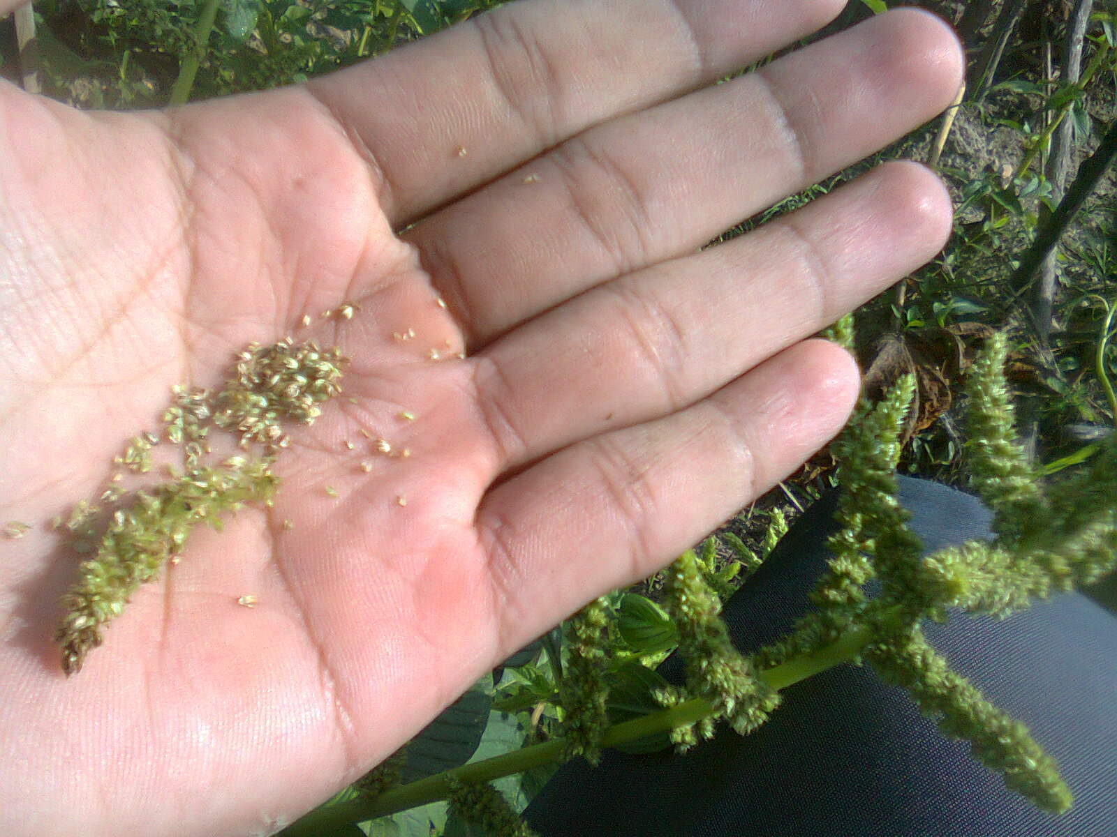 Cara Budidaya BAYAM RAJA Dari Biji Secara Organik Supaya Menguntungkan ...