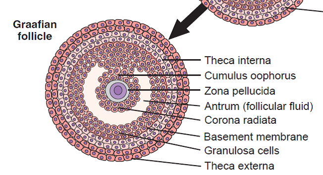 Abriendo puertas a la medicina : CAPITULO 3. PRIMERA SEMANA DE ...