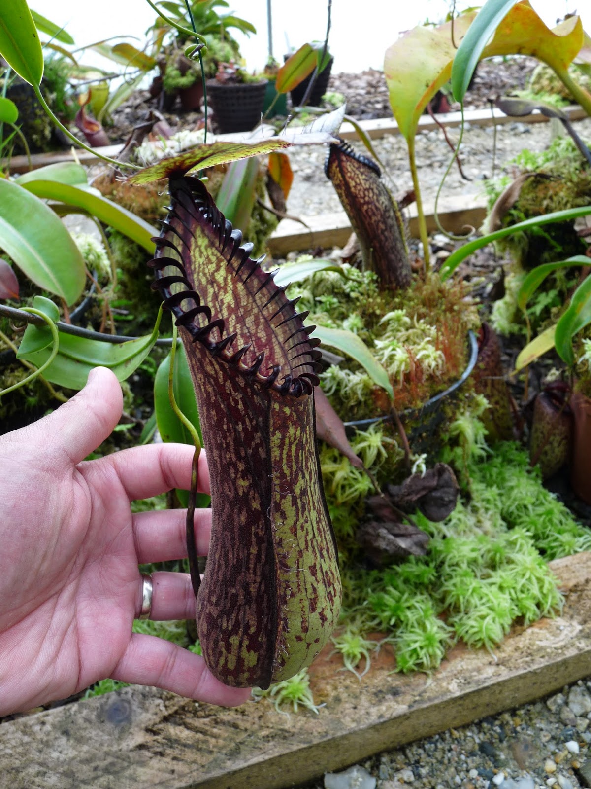 Nepenthes hamata photos