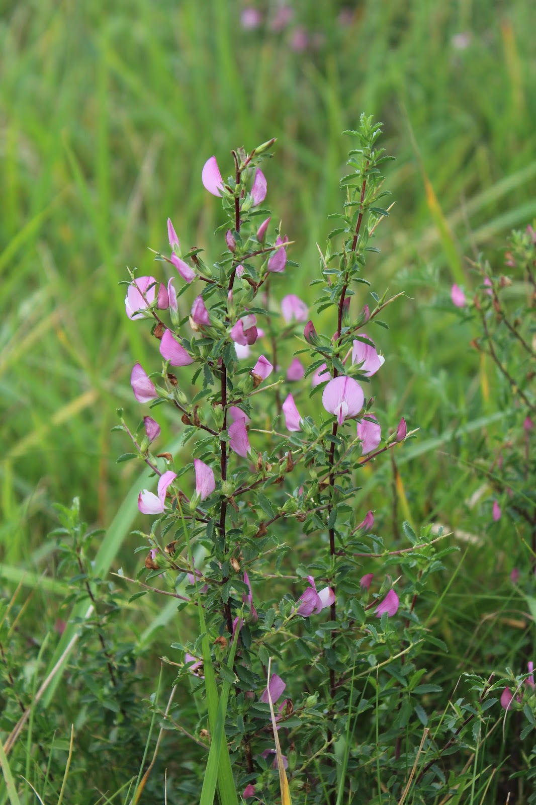 Tour de Plant: A Tengelici-réteken #6 Tövises iglice