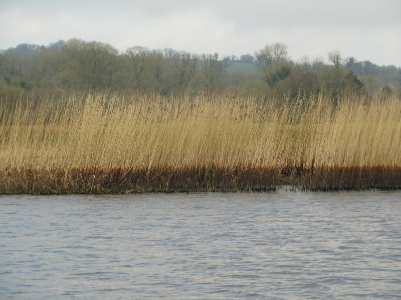 NB The Puzzler: March 2012