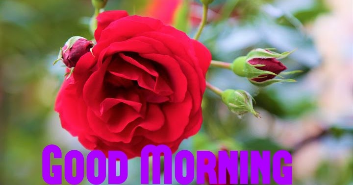 Top 10 Good Morning Images greating Pictures,Photos for Whatsapp - Good ...