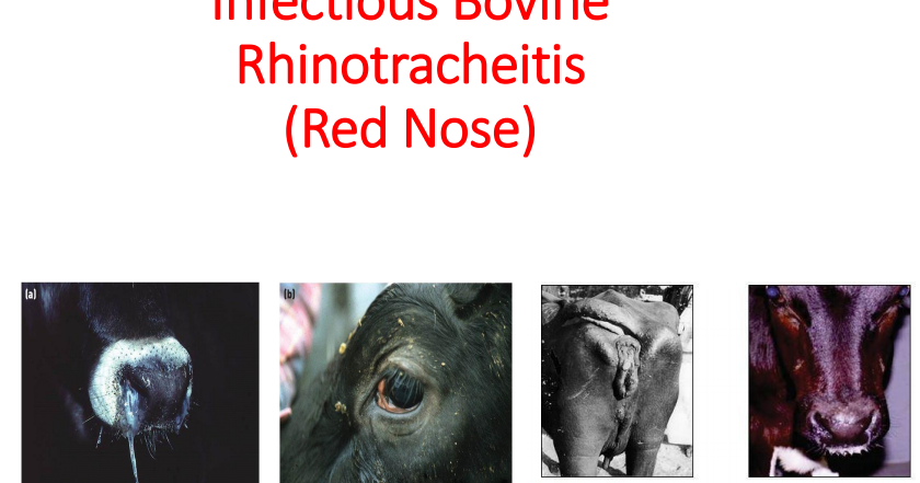 Infectious Bovine Rhinotracheitis