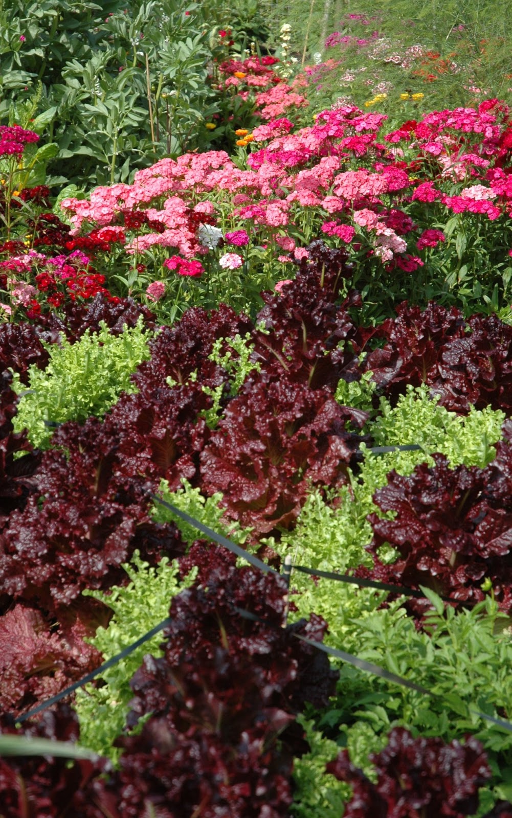 HAVETID: Engelske haver 4. del.