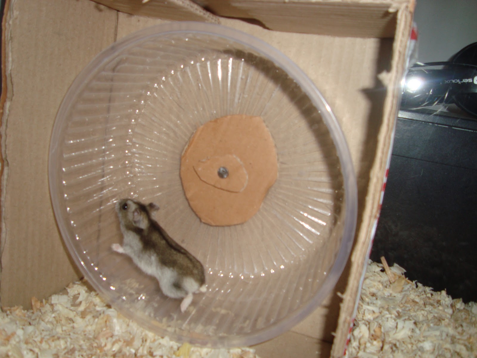 My freedom of movement : Despre hamsteri ( Vand hamsteri )