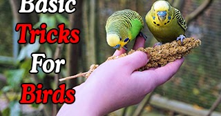 Basic Tricks for Birds - Bebo Pets